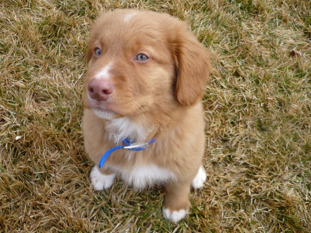 Puppies – Dunfield Tollers