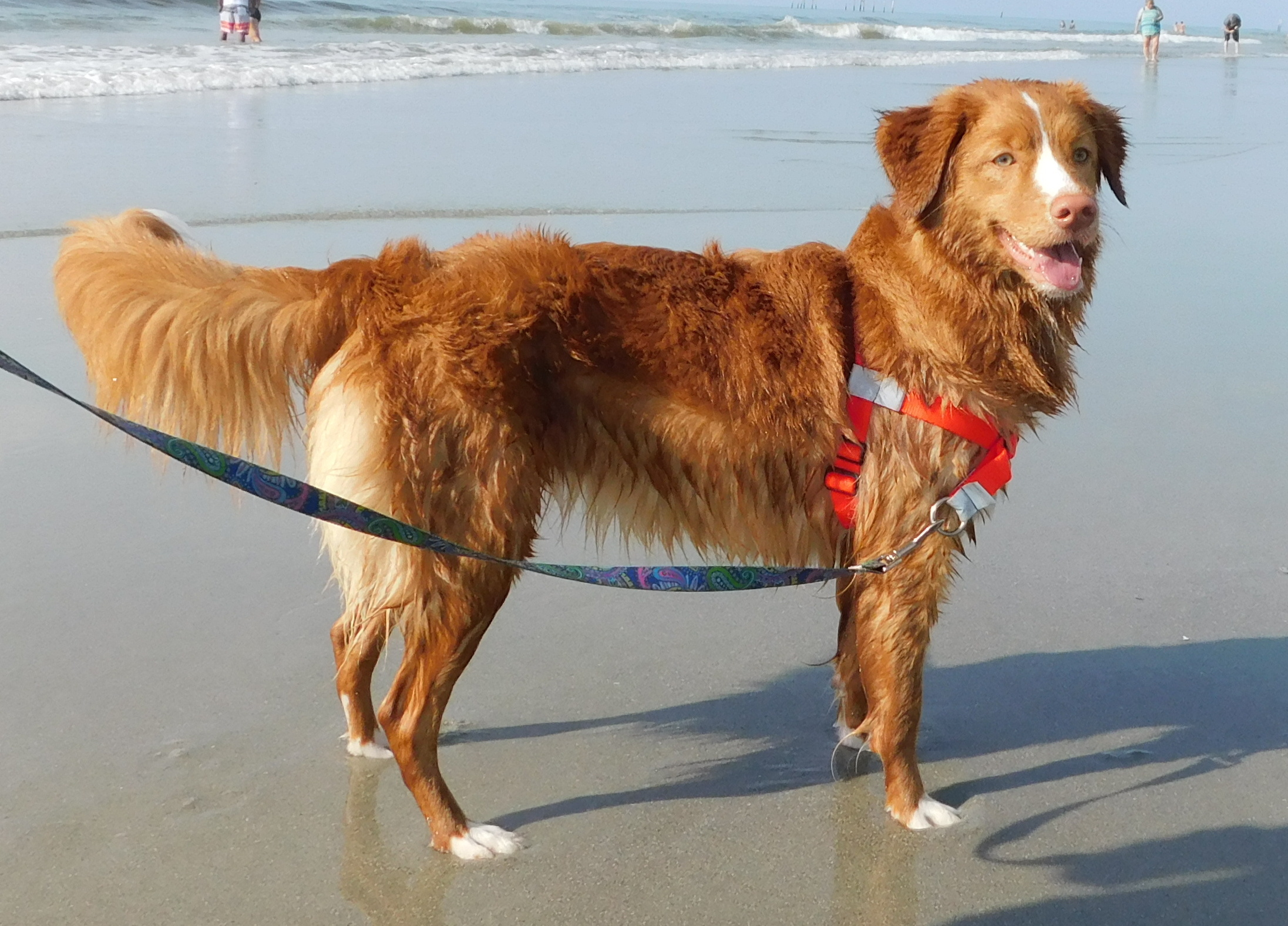 Dunfield Tollers – Nova Scotia Duck Tolling Retrievers Ontario Canada