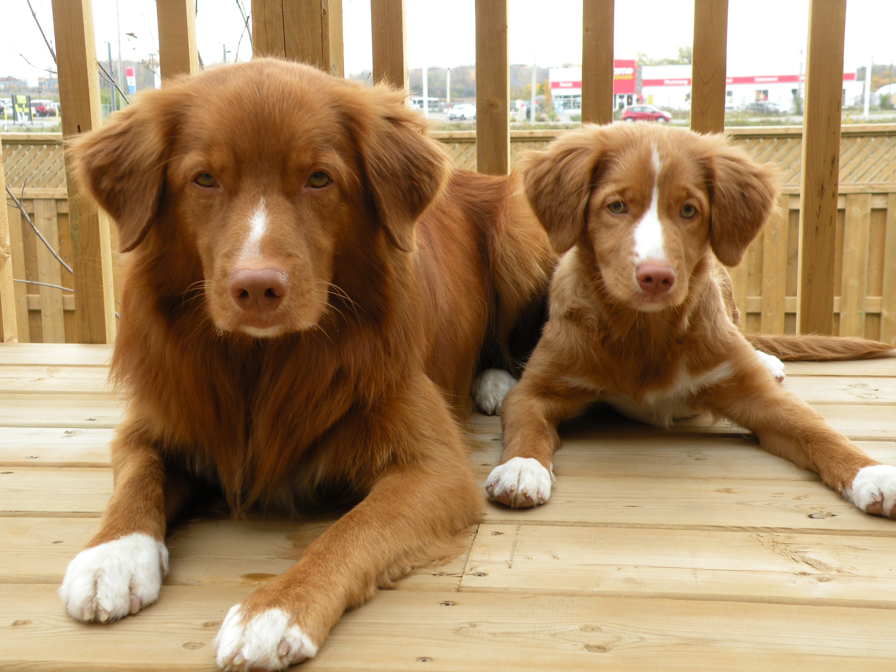 Dunfield Tollers – Nova Scotia Duck Tolling Retrievers Ontario Canada