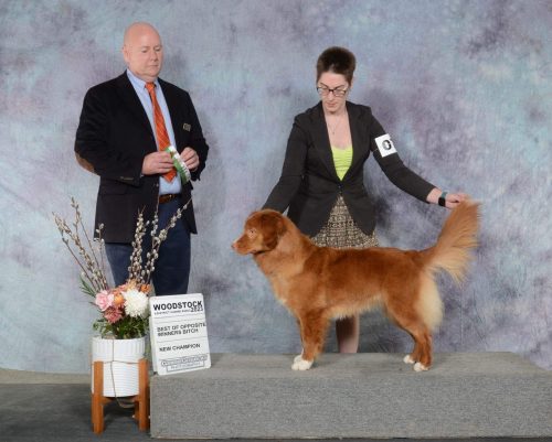 KITSUNE – Dunfield Tollers